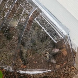 Outdoor Cats Solar SunRoom - Cat Solarium - Lucky Ferals