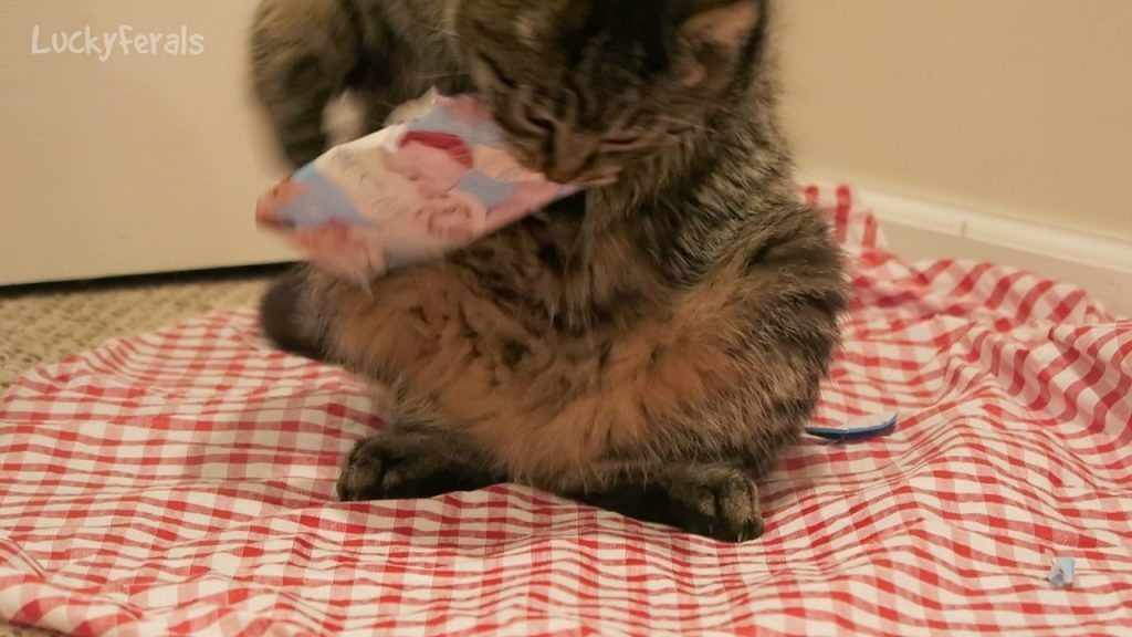 Cat Opens Christmas Present – Simba Opens His First Present - Lucky Ferals