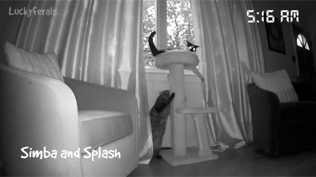 Cats Caught On Camera Archives - Lucky Ferals