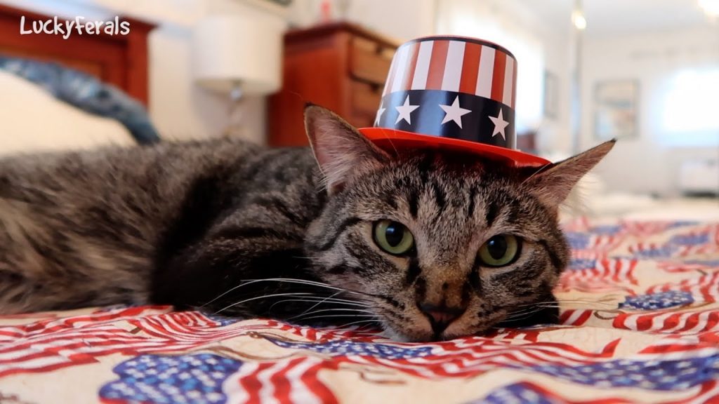 4th Of July Cats! Happy 4th Of July From The Lucky Ferals - Lucky Ferals