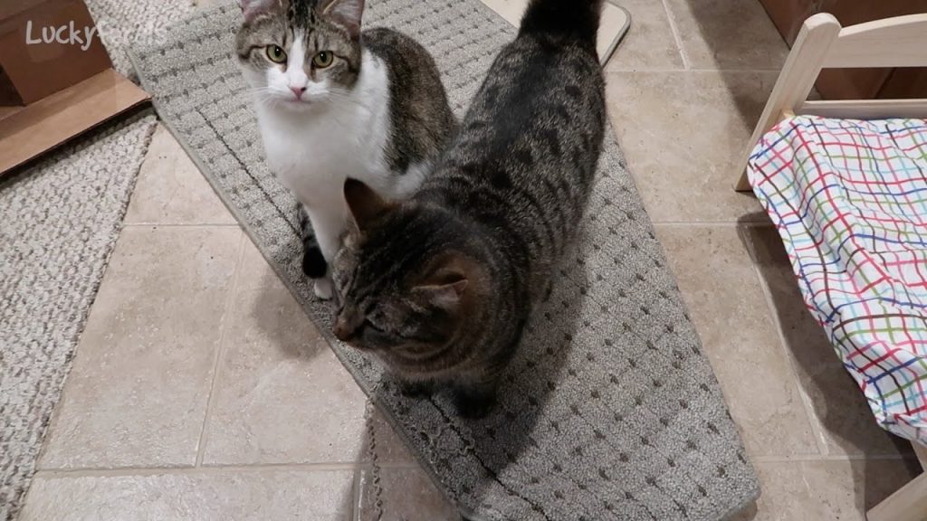 Cats Behaving Badly Archives - Lucky Ferals