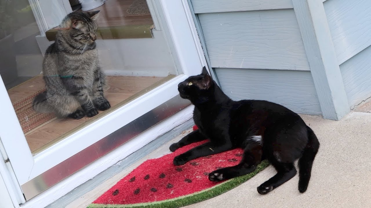 Boo Day 19 - Simba And The Scratch - Training And Socializing A Feral ...