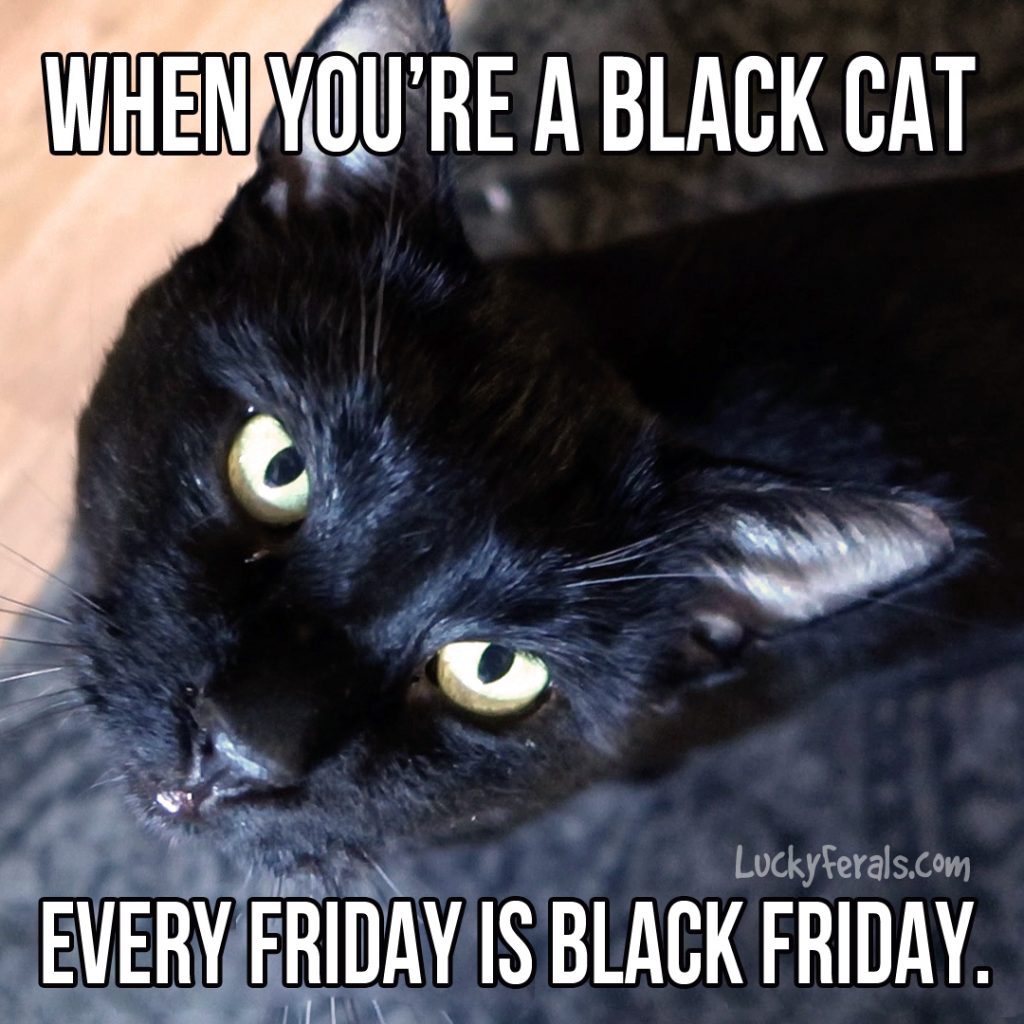 black friday black cat meme - Lucky Ferals