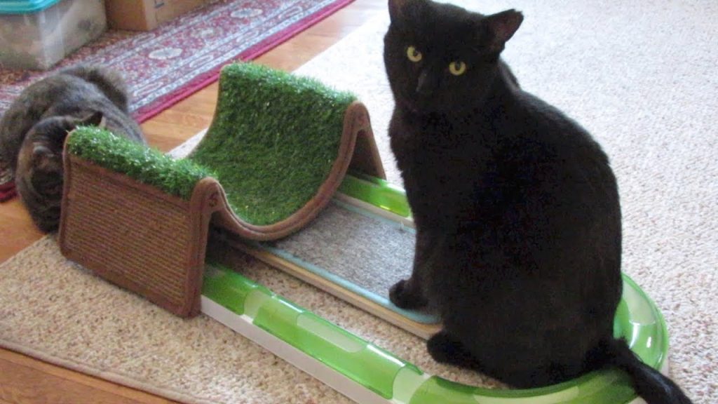 Boo Day 162 – Integrating Boo And Simba – Training And Socializing A ...