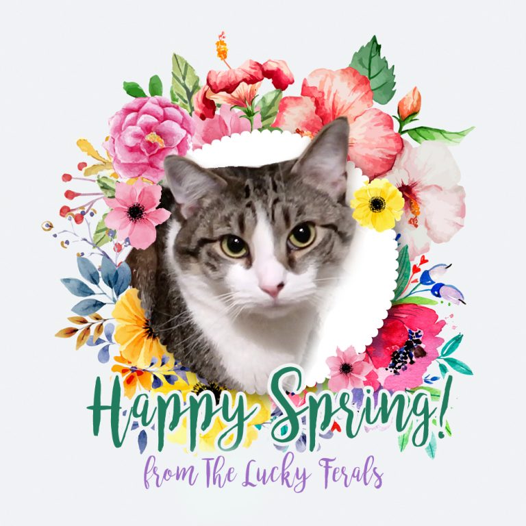 Happy First Day Of Spring! Happy Vernal Equinox! - Lucky Ferals
