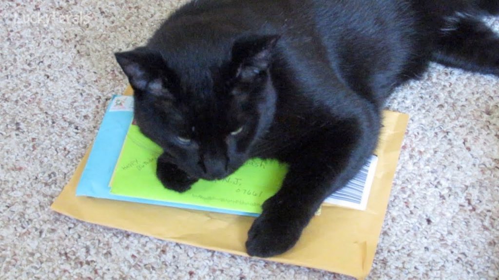 Boo Day 286 - Boo's First Meal Downstairs - Training And Socializing A ...