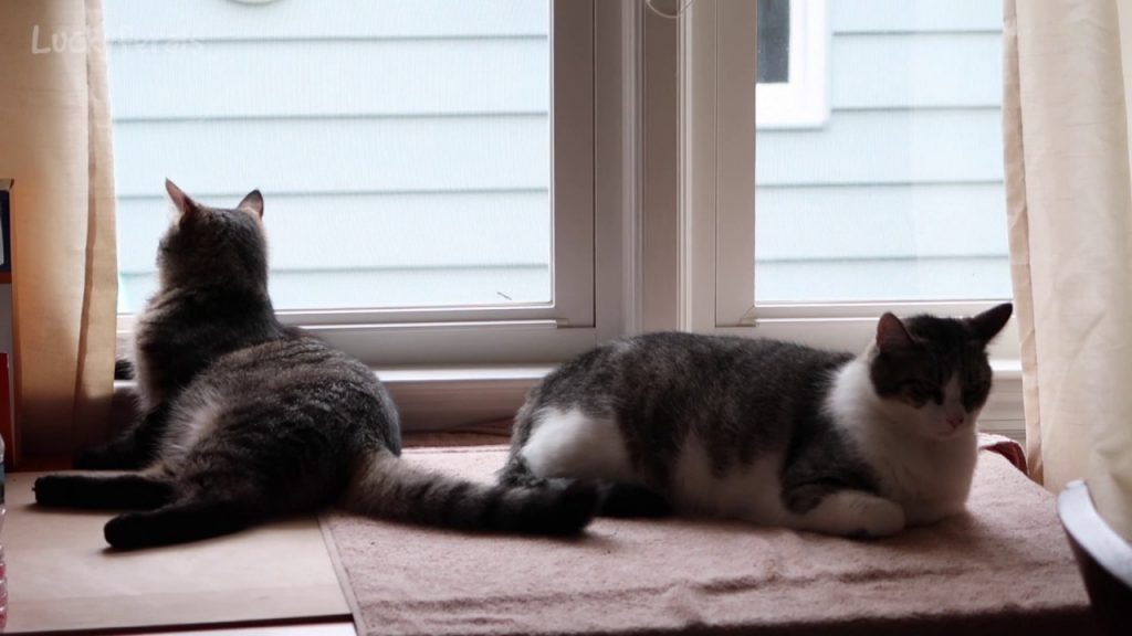 Cats Looking Out Windows Archives - Lucky Ferals