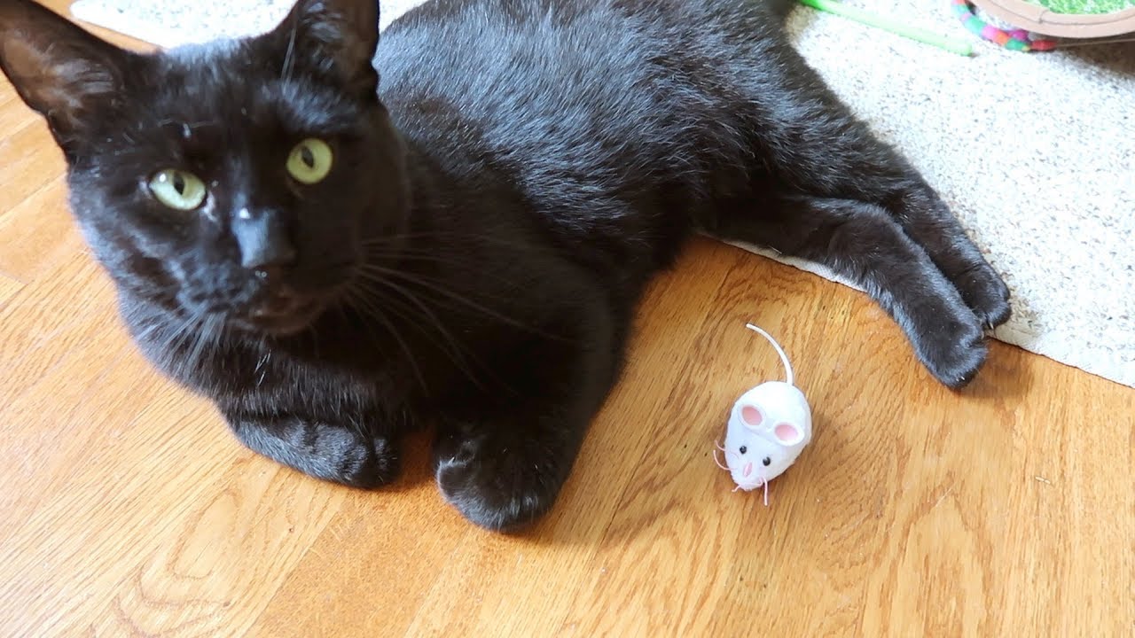 HEXBUG Mouse Robotic Cat Toy Video Review - The Lucky Ferals - Lucky Ferals