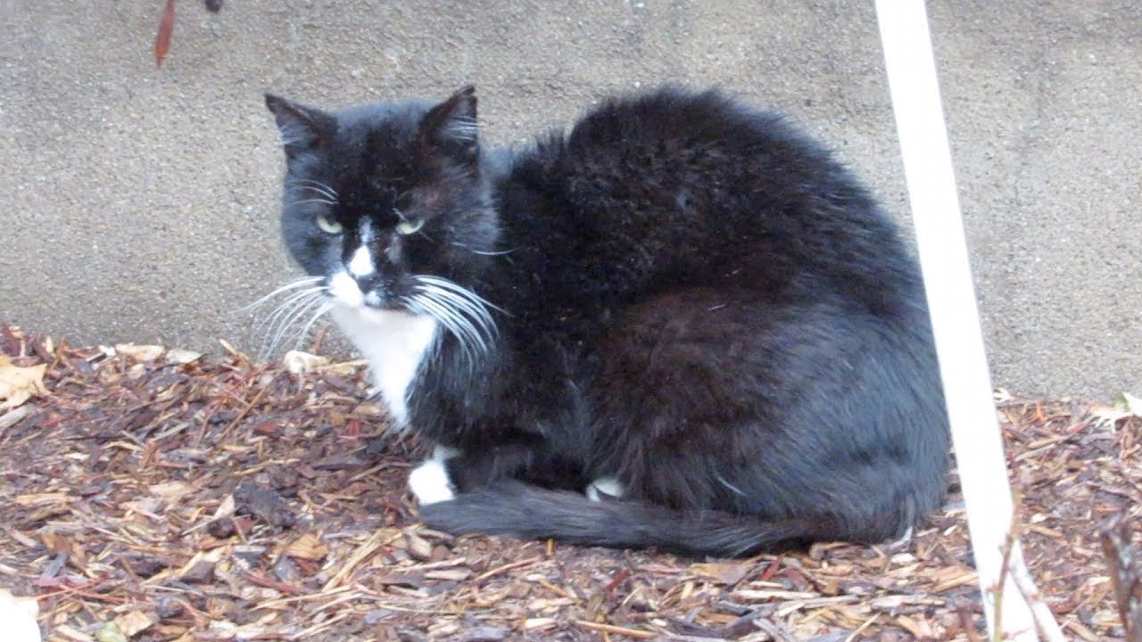 Boo Year 2 # 90 - Beautiful Cats, Sleeping In Splash’s Room, Handsome ...