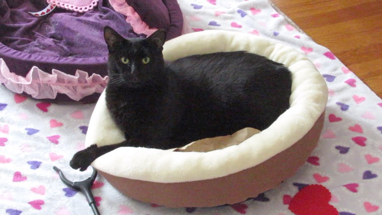 Boo Year 2 # 125 - Boo Loves A Round Cat Bed, Cats By The Windows, Is ...