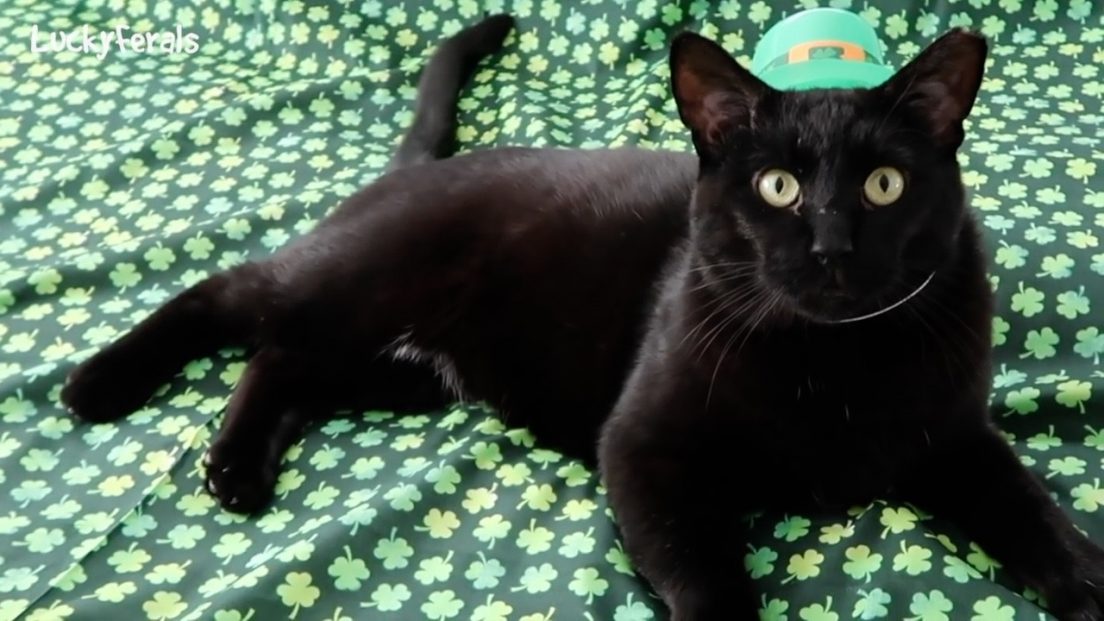 St Patricks Day Cats Compilation - Lucky Ferals