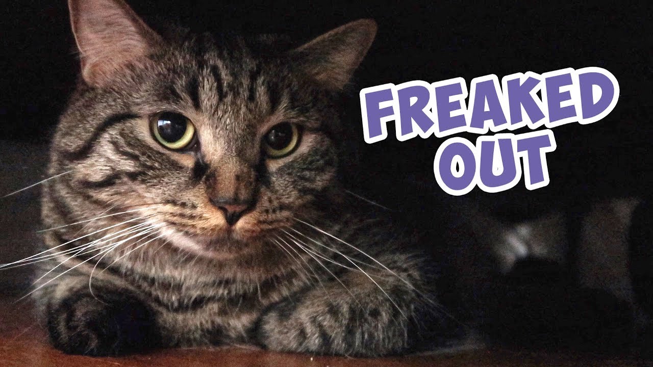 Freaked Out Cats, A Mystery Noise, Home Before The Storm – S3 E8 – Cat ...