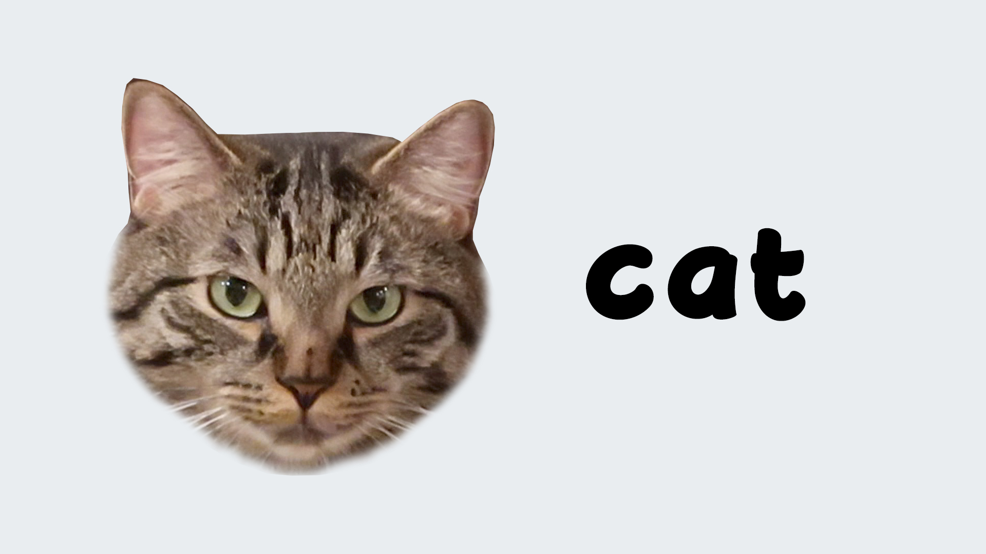 Teach Your Cat To Read Important Cat Related Words Lucky Ferals Teach Your Cat To Read Important Cat Related Words Lucky Ferals