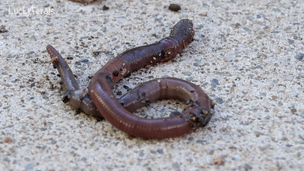 Earthworm for cats to watch - Lucky Ferals