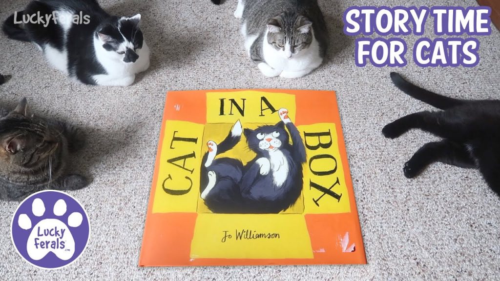 Story Time For The Cats – Cat In A Box – Book Read Aloud - Lucky Ferals